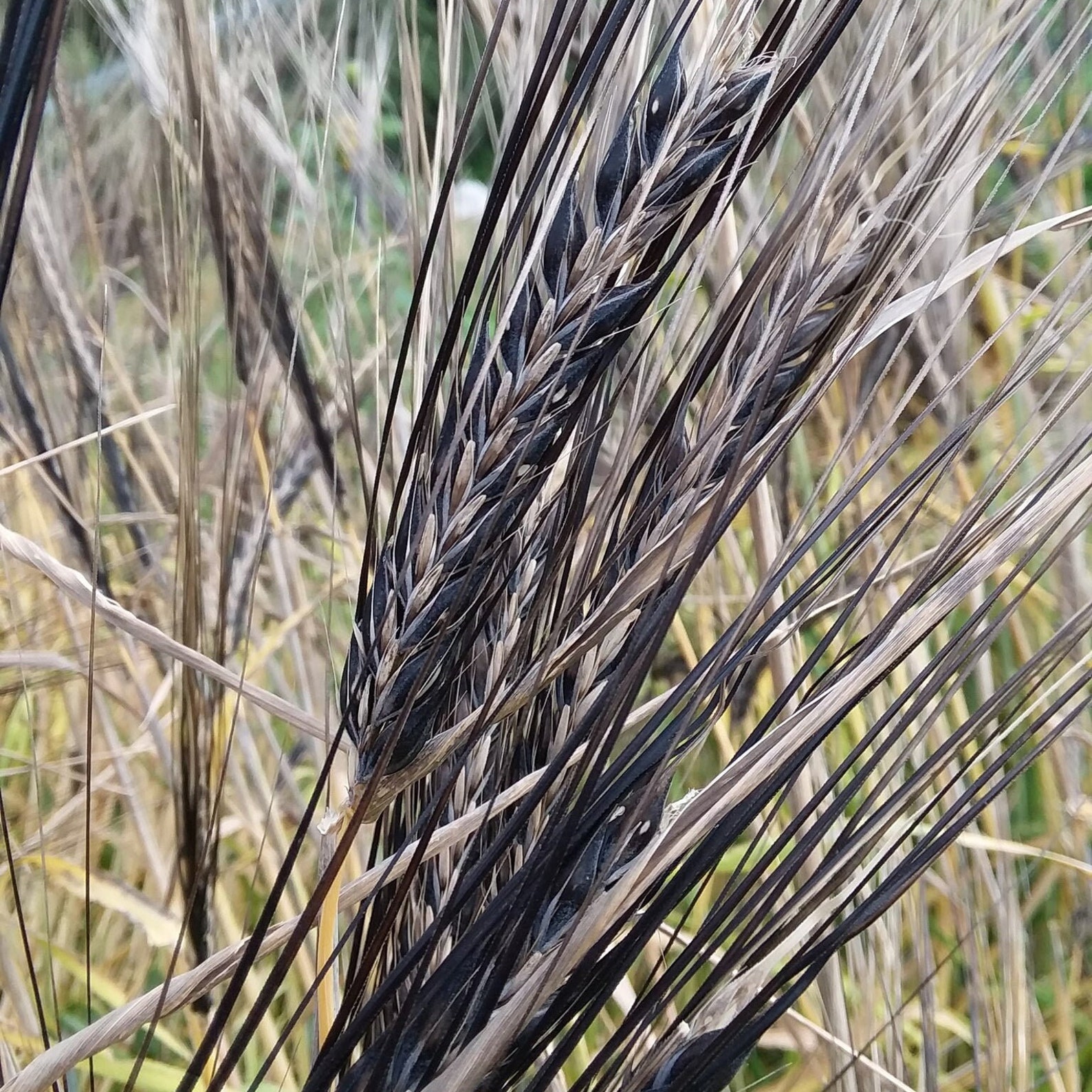 Black Hulless Barley Grass hordeum Vulgare Nudum Seeds - Etsy Australia