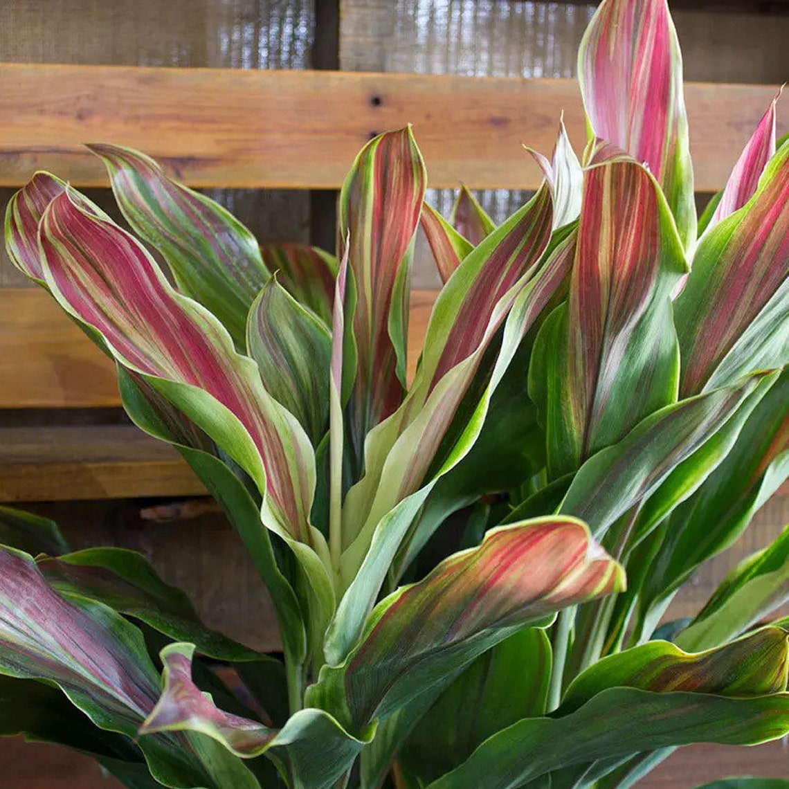 Sherbert Cordyline Ti Plant Seeds - Etsy