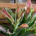 Sherbert Cordyline Ti Plant Seeds - Etsy