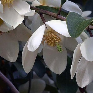 Southern Magnolia 'victoria' Tree (magnolia Grandiflora) Seeds - NEW ...