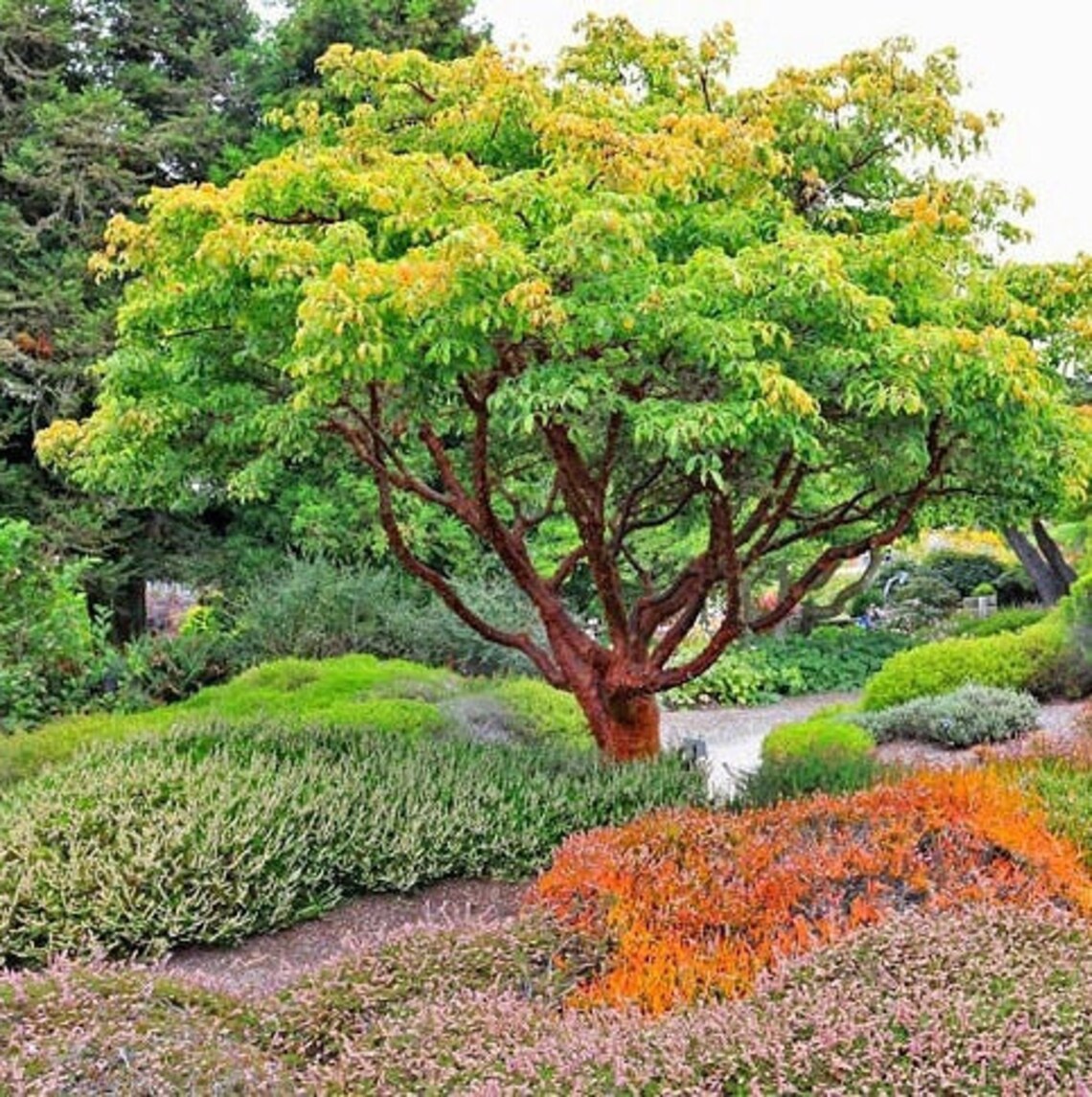 Paperbark Maple Tree (acer Griseum) Seeds - LIMITED BATCH - Etsy