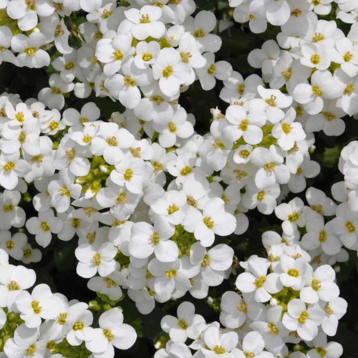 Snow White Rock Cress Groundcover Plant arabis Alpina Seeds - Etsy