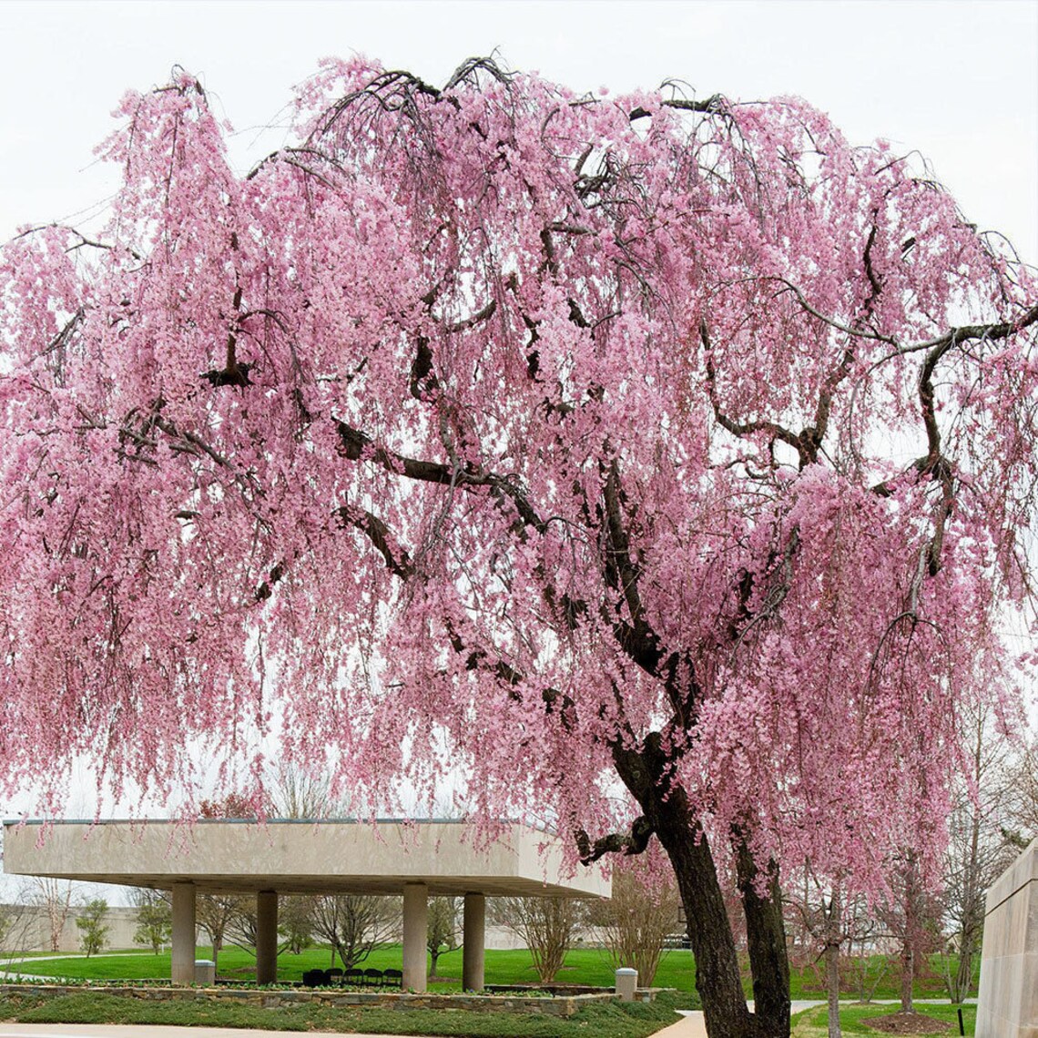 Yoshino Japanese Flowering Cherry Tree (prunus Yeodensis) Seeds - NEW ...
