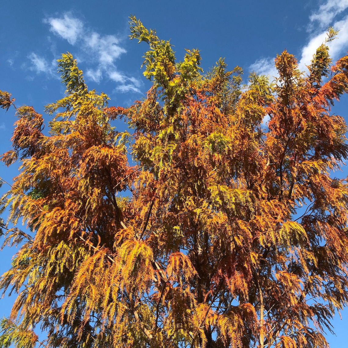 Bald Cypress Tree (taxodium Distichum) Seeds - Northern Variety - Etsy