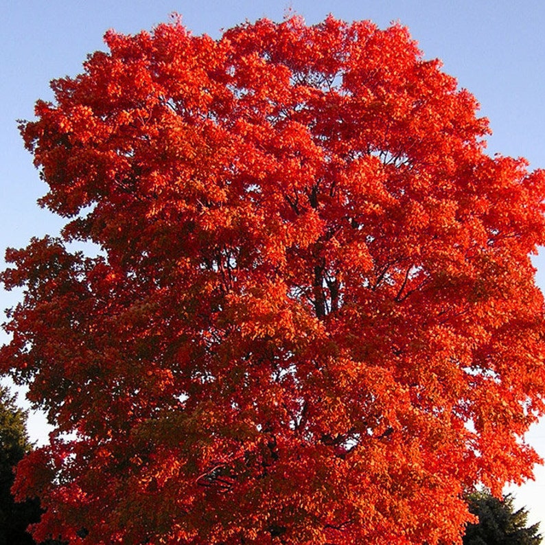 Red Maple Tree acer Rubrum Seeds Southern Variety - Etsy