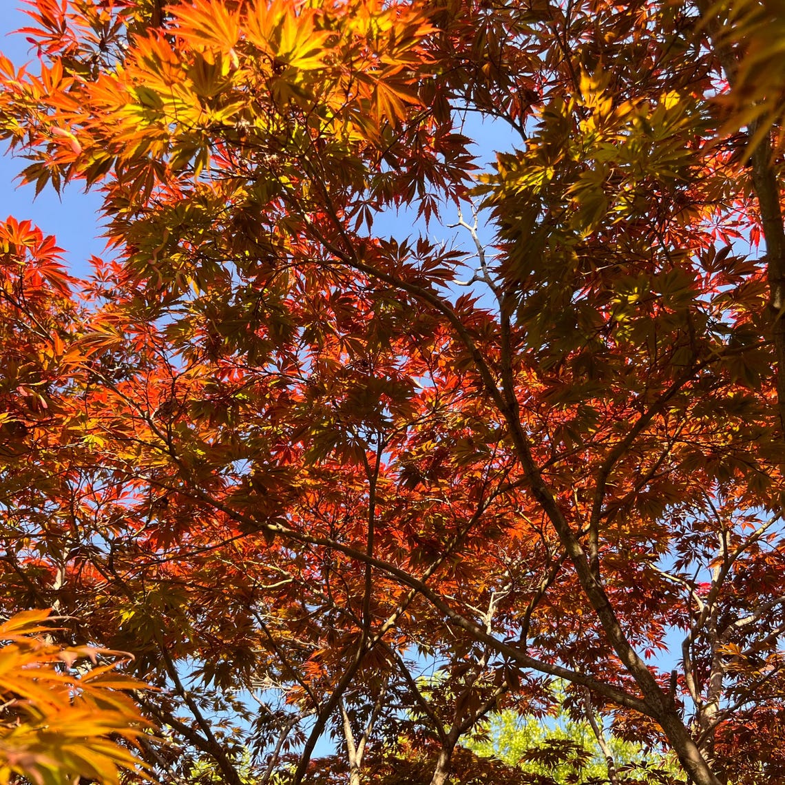 Sherwood Flame Japanese Maple Tree (acer Palmatum 'sherwood Flame ...