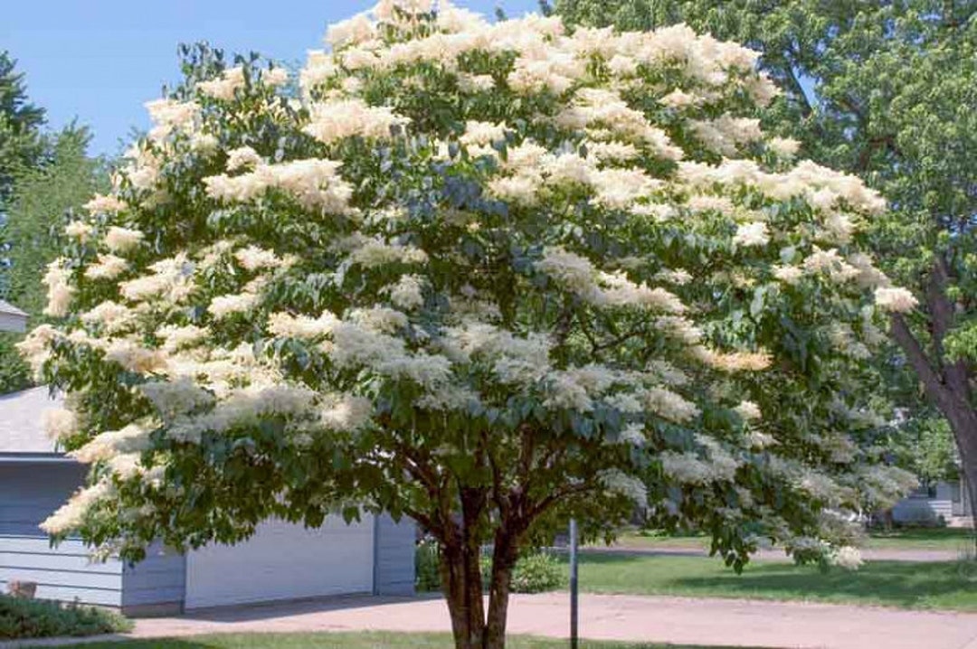 Japanese Amur Lilac Tree (syringa Amurensis Japonica) Seeds - Etsy