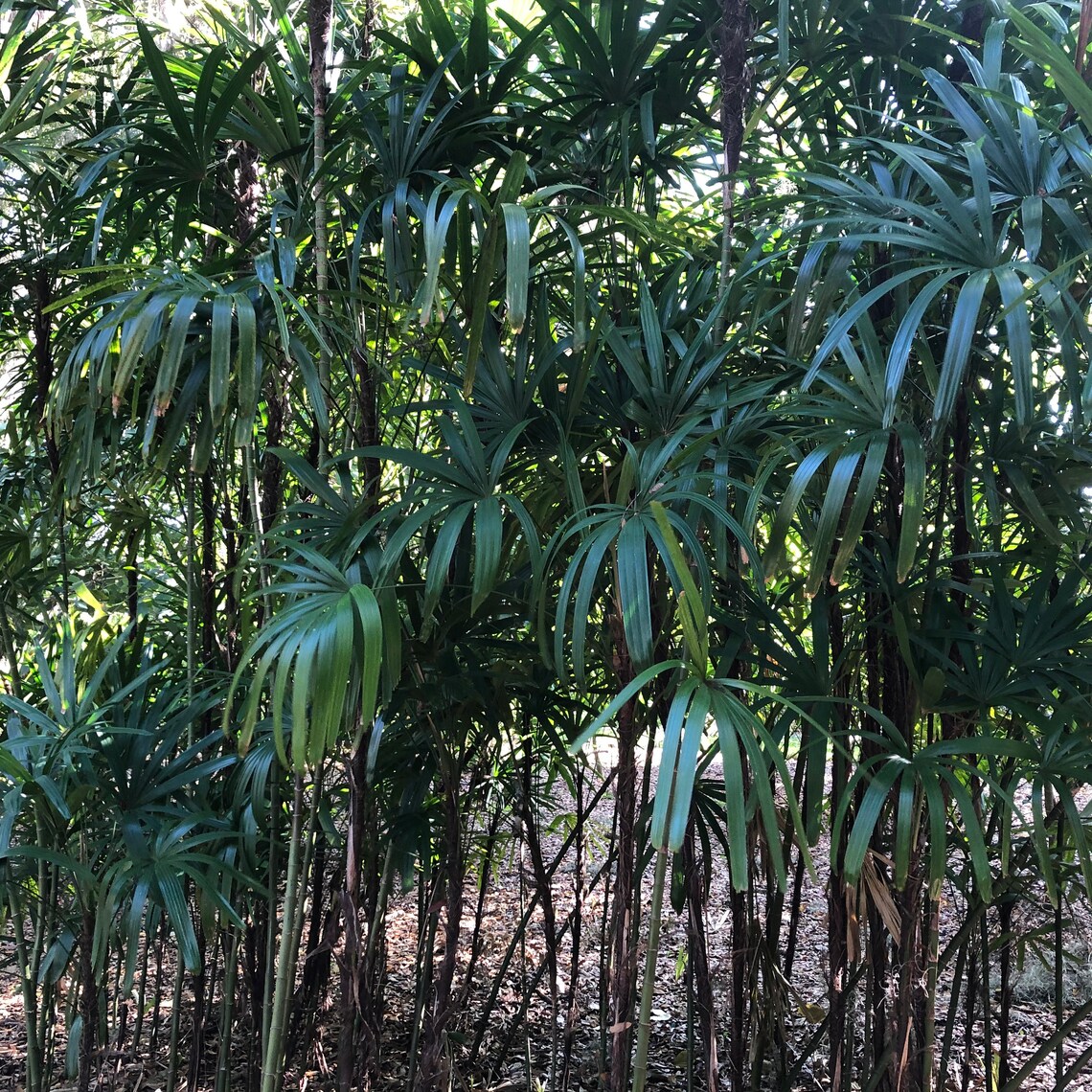 Lady Palm Tree (rhapis Excelsa) Seeds - Etsy