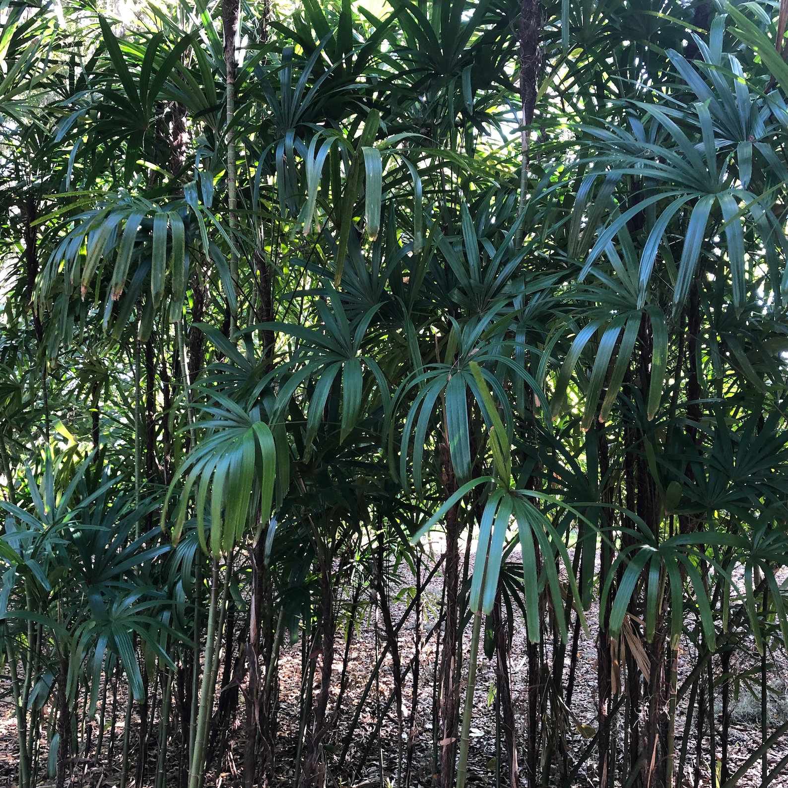 Lady Palm Tree rhapis Excelsa Seeds - Etsy