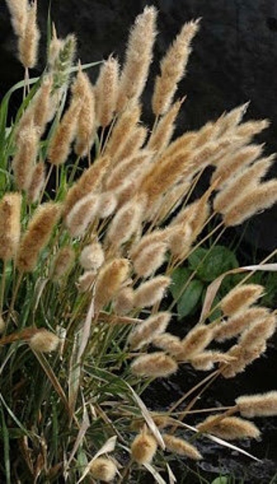 Rabbits Foot Ornamental Grass polypogon Monspelierus Seeds - Etsy