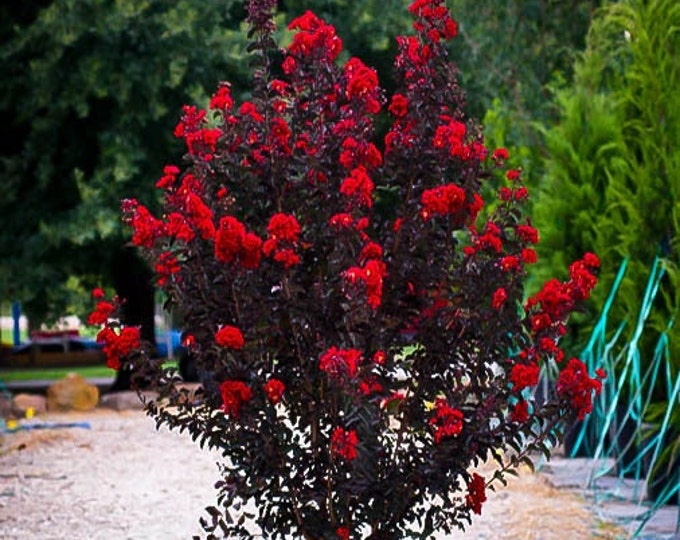 Crepe Myrtle Tree (lagerstroemia Indica 'fuchsia') Seeds - Etsy Canada
