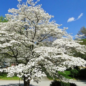 First Lady Flowering Dogwood Tree (cornus Florida 'first Lady') Seeds ...