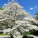 First Lady Flowering Dogwood Tree cornus Florida 'first Lady' Seeds NEW ...
