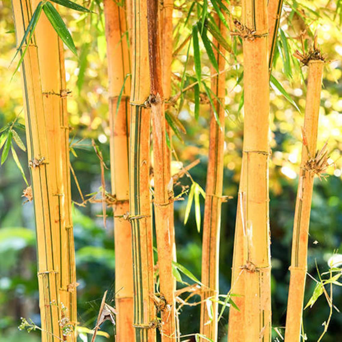 Golden Bamboo Plant Seeds - Etsy