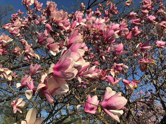 Chinese Magnolia Tree