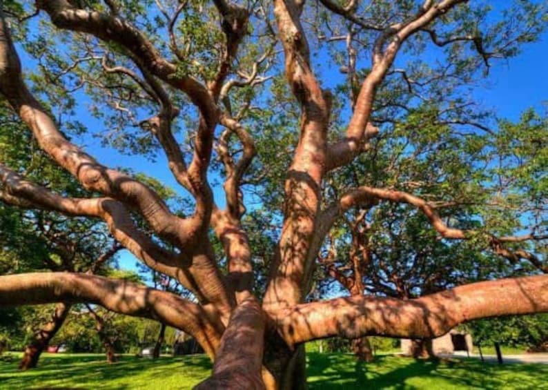 Gumbo Limbo "tourist" Tree (bursera Simaruba) Seeds - Etsy