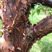 Paperbark Maple Tree (acer Griseum) Seeds - LIMITED BATCH - Etsy