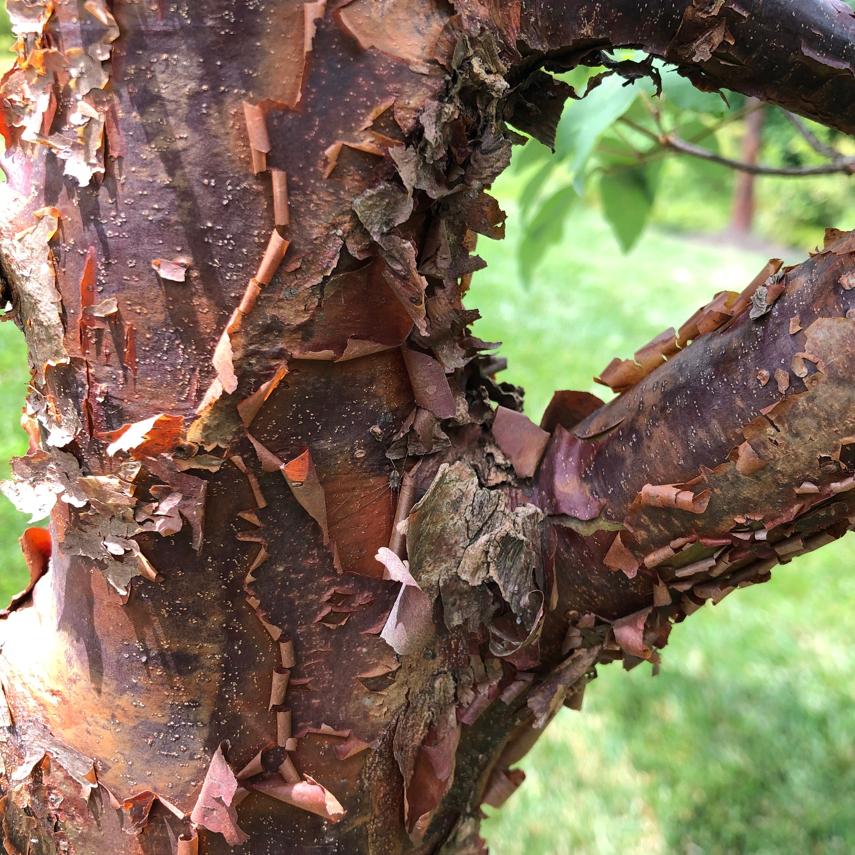 Paperbark Maple Tree (acer Griseum) Seeds - LIMITED BATCH - Etsy