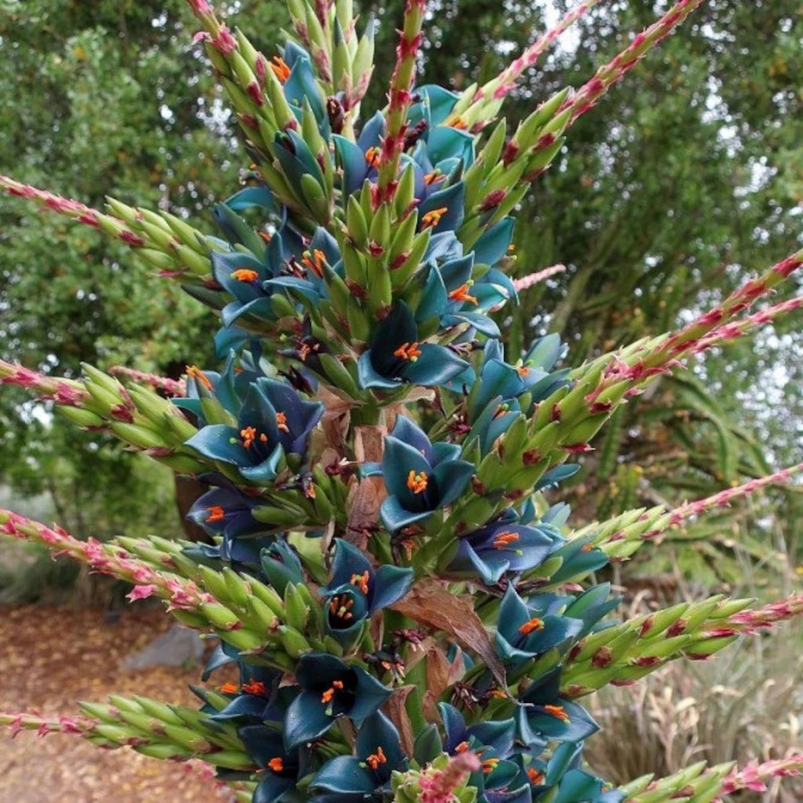 Sapphire Tower Plant puya Alpestris Seeds - Etsy