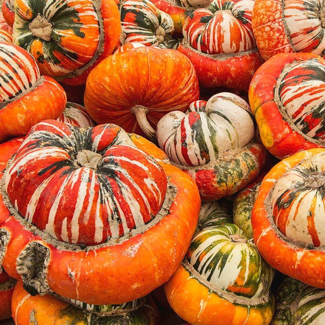 Organic Turk’s Turban Squash Plant (cucurbita Maxima) Seeds - Etsy