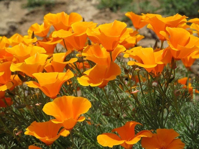 Golden California Poppy Flower eschscholzia Californica - Etsy