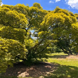 Matsukaze Japanese Maple Tree (acer Palmatum 'matsukaze') Seeds - NEW ...