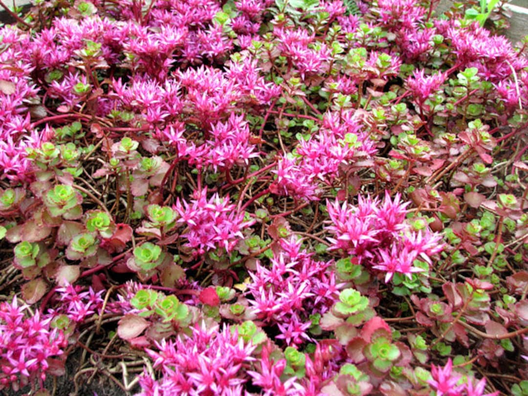 Purple Carpet Stonecrop Groundcover Plant (sedum Spurium Purpurteppich ...