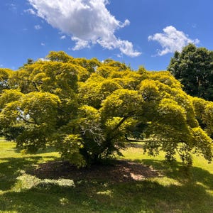 Matsukaze Japanese Maple Tree (acer Palmatum 'matsukaze') Seeds - NEW ...