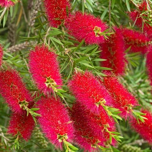 Bottlebrush Tree (melaleuca Citrina 'pendula') Seeds - Etsy