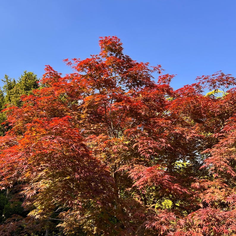 Sherwood Flame Japanese Maple Tree (acer Palmatum 'sherwood Flame ...