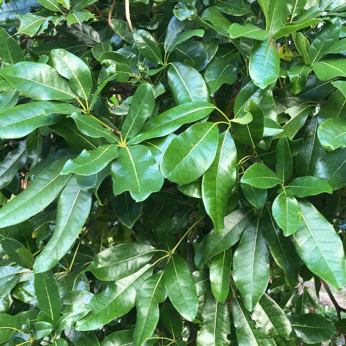 Umbrella "octopus" Tree (schefflera Actinophylla) Seeds - Etsy