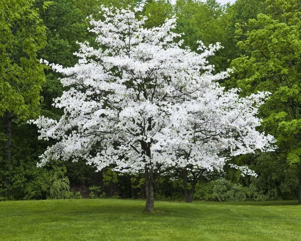 White Flowering Dogwood Tree (cornus Florida) Seeds - Etsy