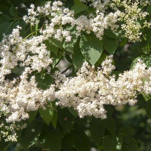 Japanese Amur Lilac Tree (syringa Amurensis Japonica) Seeds - Etsy