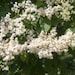 Japanese Amur Lilac Tree syringa Amurensis Japonica Seeds - Etsy