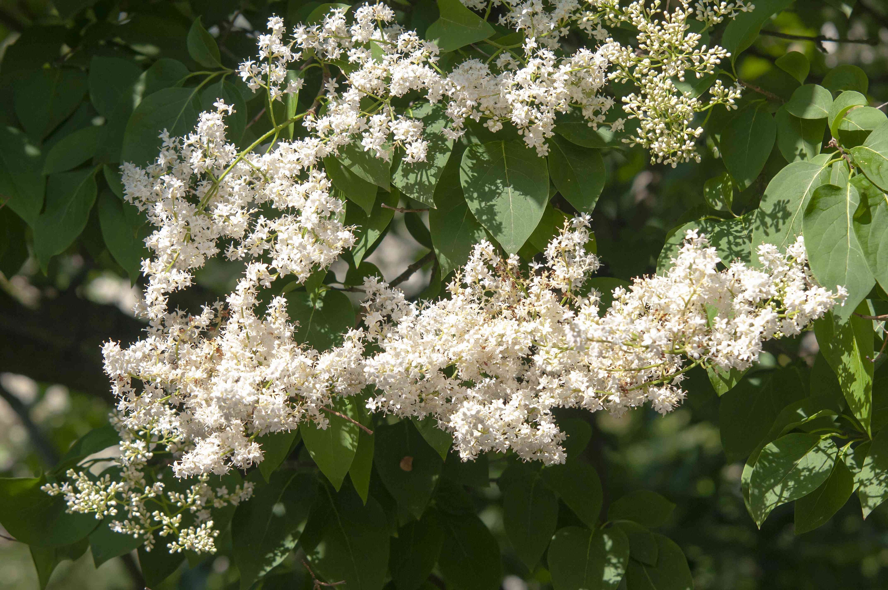 Japanese Amur Lilac Tree syringa Amurensis Japonica Seeds - Etsy