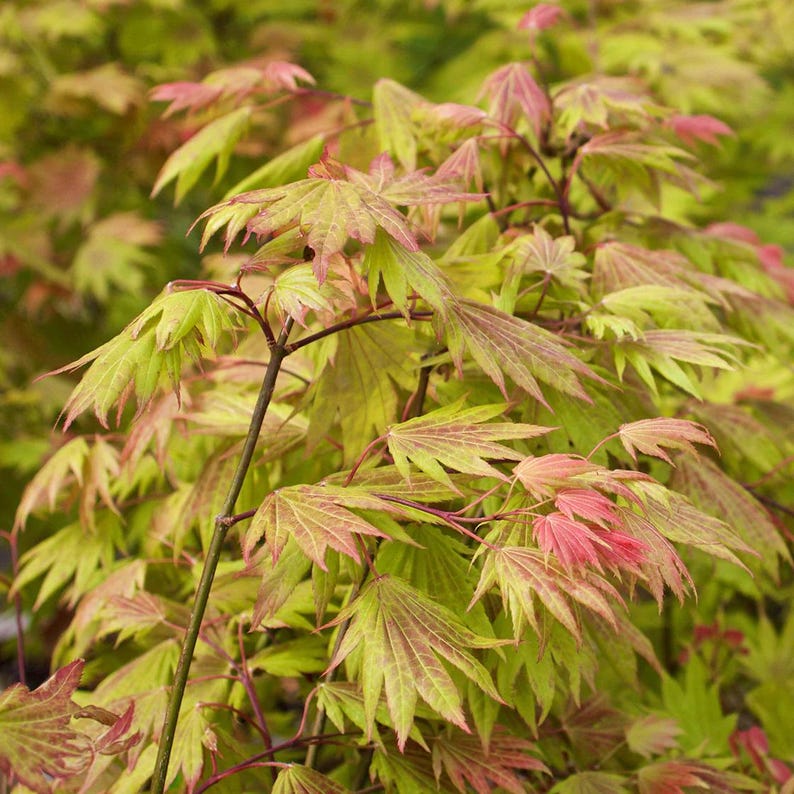 Moonrise Full Moon Japanese Maple Tree (acer Shirasawanum 'moonrise ...
