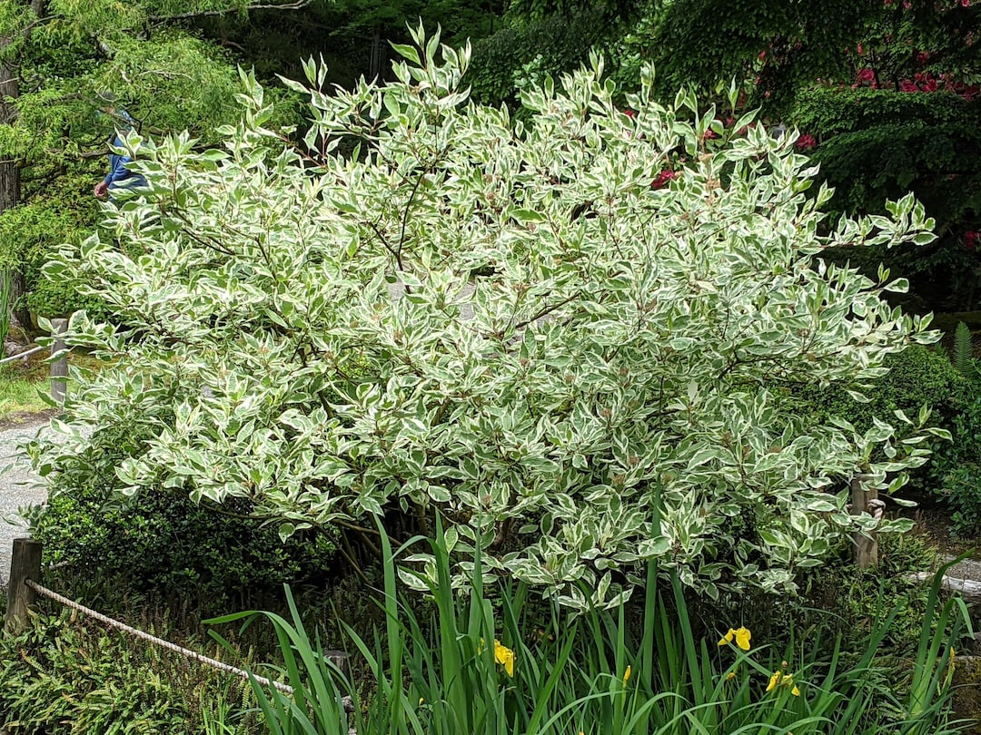 Tatarian Red Bark Dogwood Shrub (cornus Alba Sibirica) Seeds - Etsy