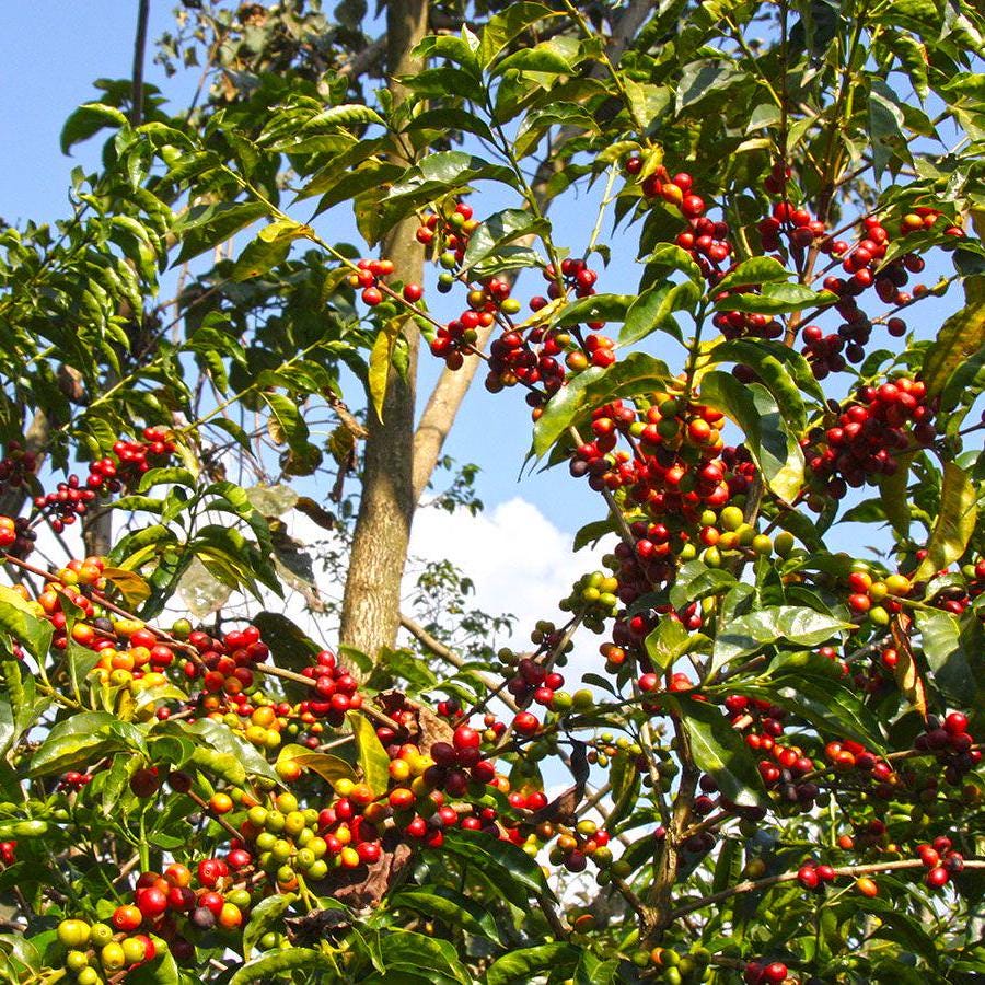 Organic Arabica Coffee Plant Seeds - Ethiopian Variety - Etsy