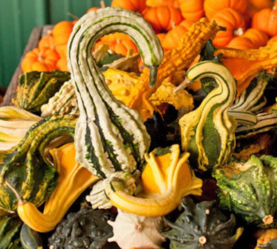 Partes De Una Planta De Calabaza Plagas Más Frecuentes De La