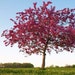 Himalayan Crabapple Tree (malus Baccata) Seeds - Etsy Canada