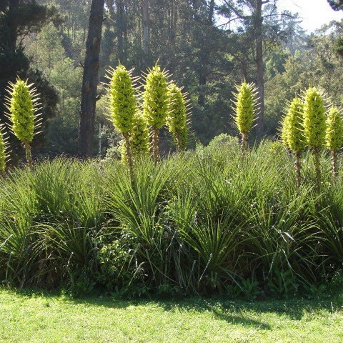 Golden Chilean Puya Plant (puya Chilensis) Seeds - Etsy