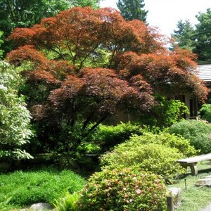 Inazuma Japanese Maple Tree (acer Palmatum 'inazuma') Seeds - NEW FOR ...