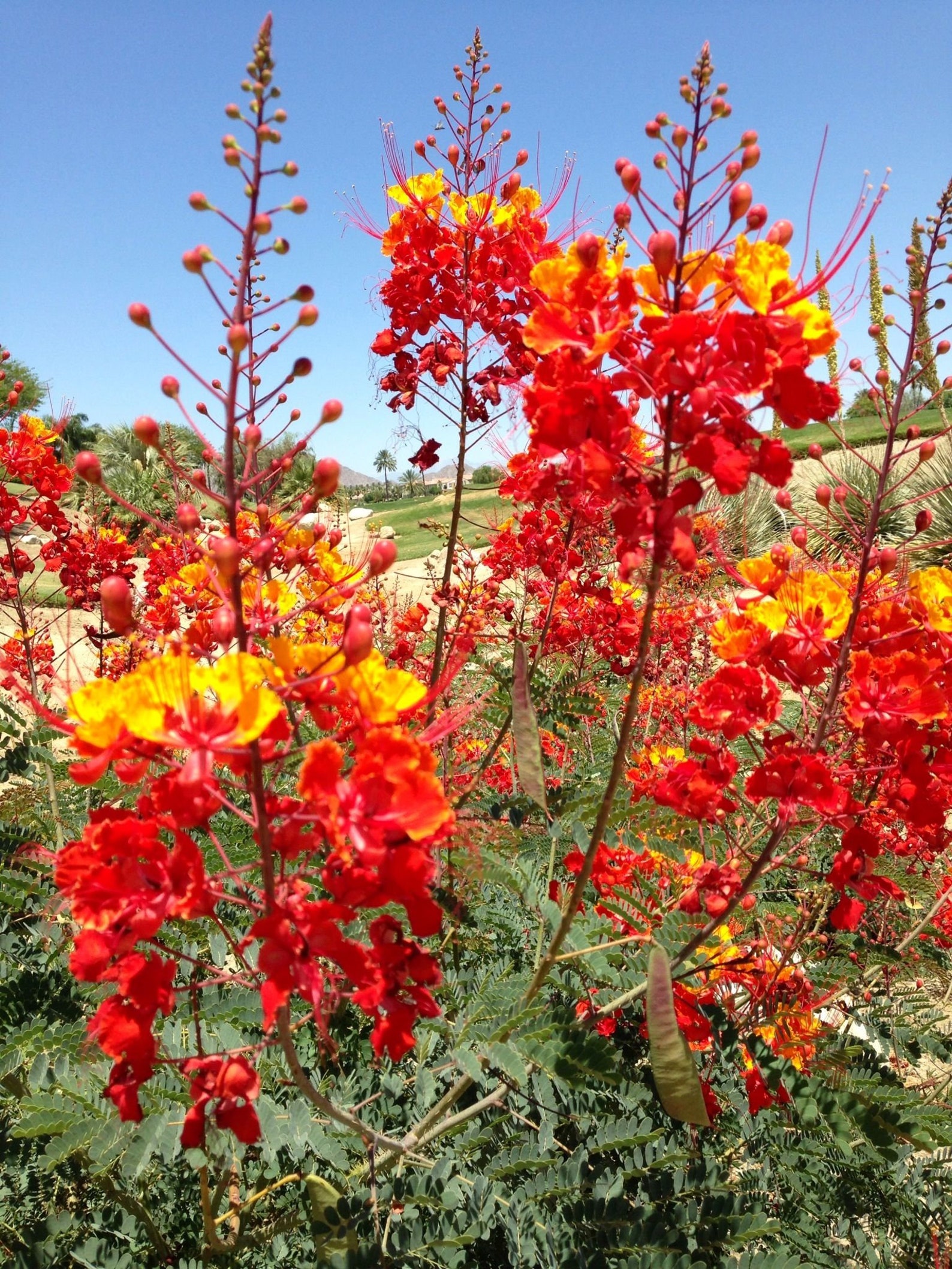 Pride of Barbados Plant caesalpinia Pulcherima Seeds - Etsy