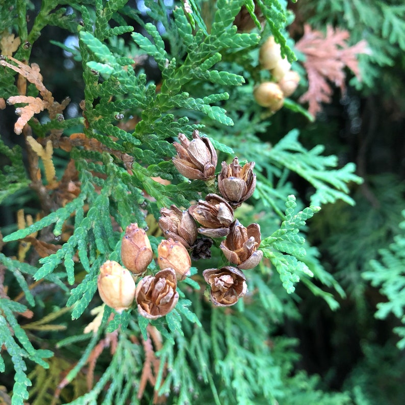 American Arborvitae Tree thuja Occidentalis Seeds - Etsy