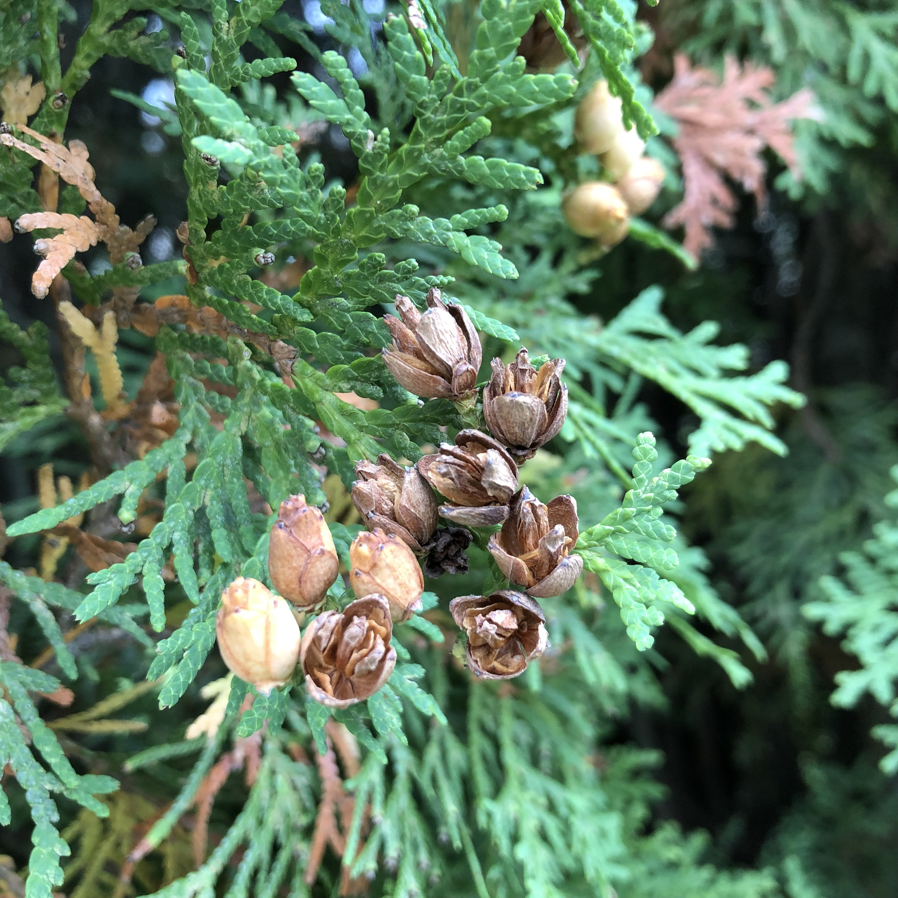 American Arborvitae Tree thuja Occidentalis Seeds - Etsy