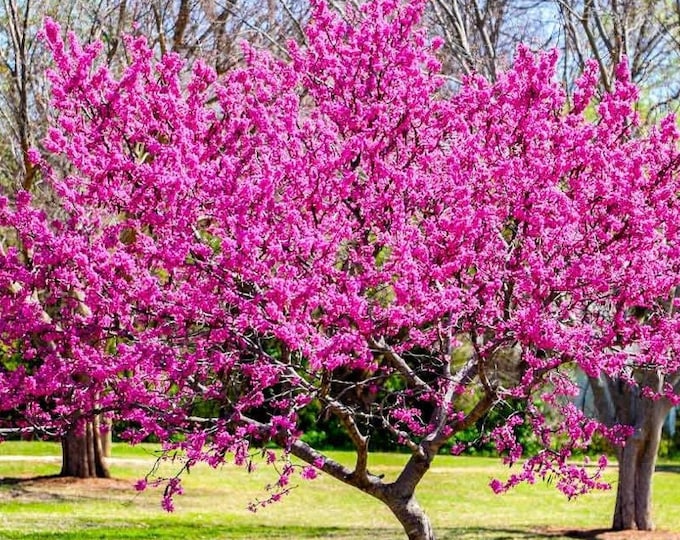 Eastern Redbud Tree! - Etsy