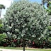 Silver Buttonwood Tree (conocarpus Erectus) Seeds - Etsy