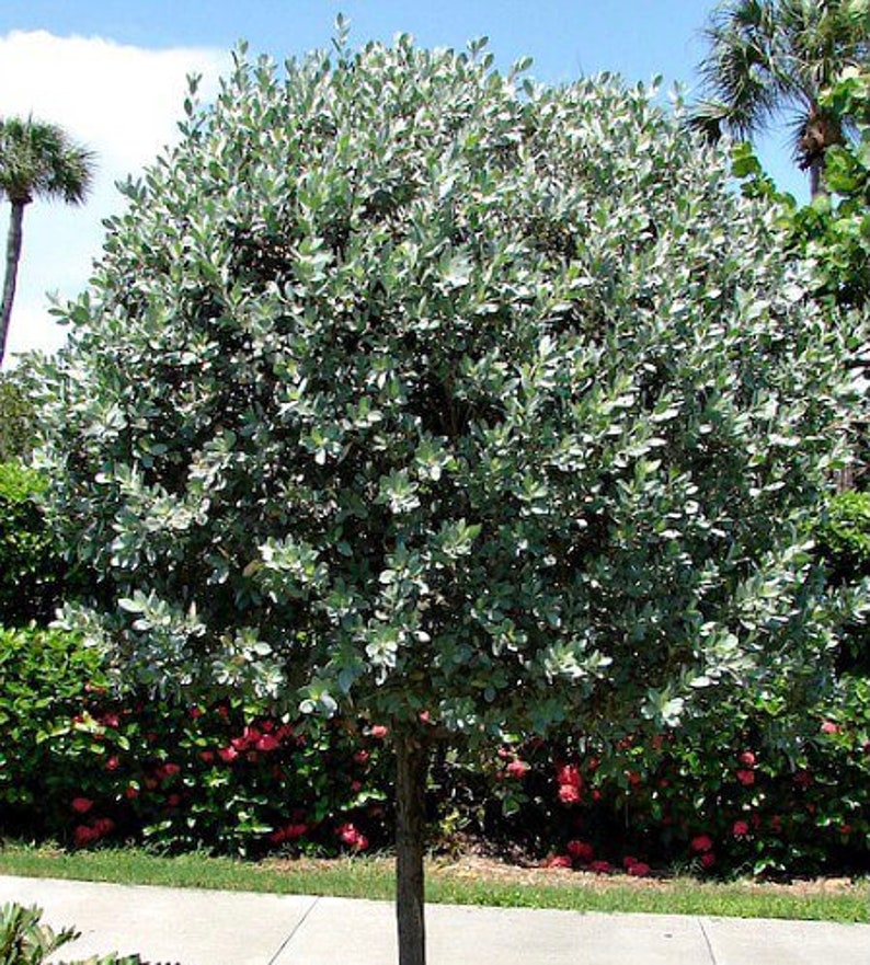 Silver Buttonwood Tree (conocarpus Erectus) Seeds - Etsy