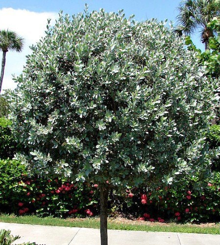Silver Buttonwood Tree conocarpus Erectus Seeds - Etsy