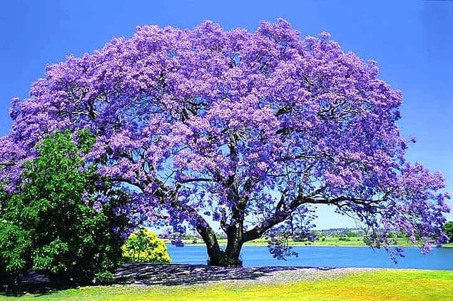 Royal Empress Tree (paulownia Tomentosa) Seeds - Etsy